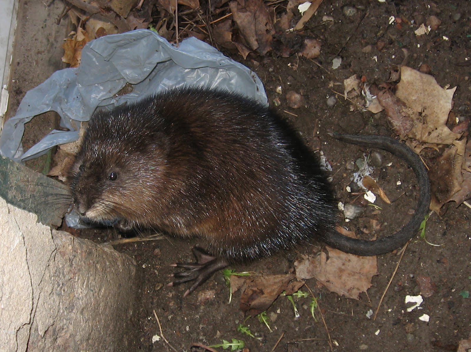 Tangled Web: Why did the Muskrat cross the Road?