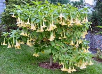 mundonaturalmaravilloso