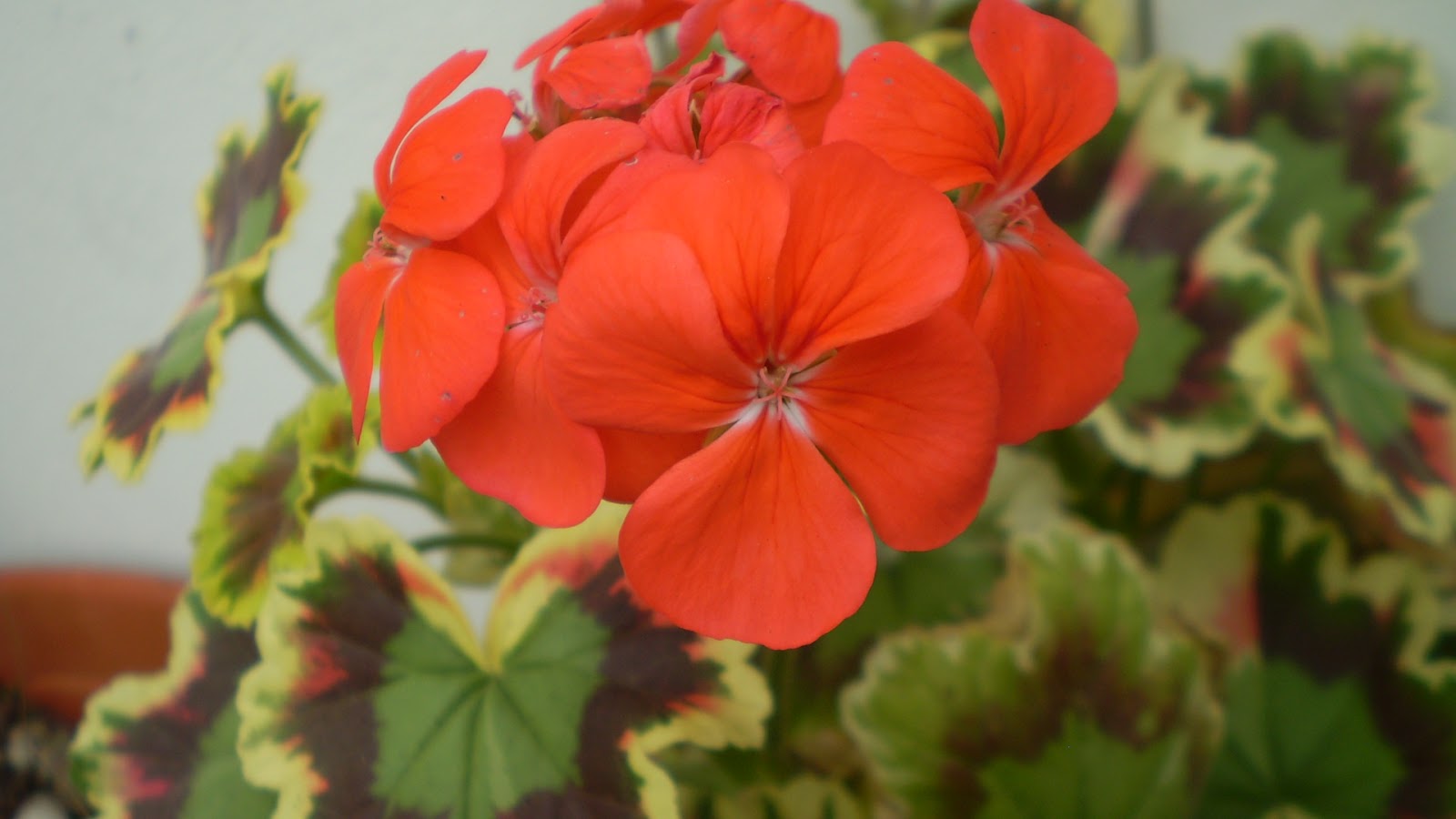 EL JARDINERO URBANO: Geranios con follajes de colores, Geranio Stellar