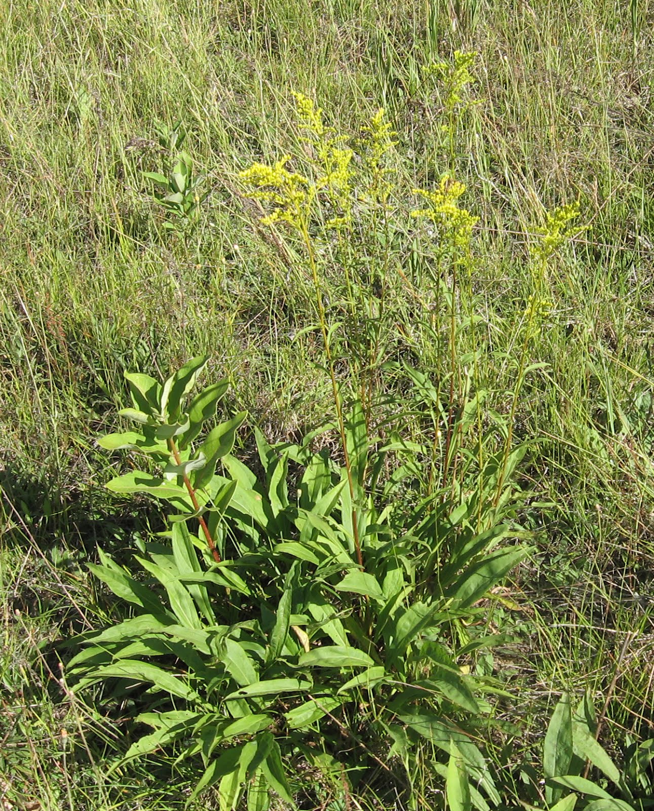 Tangled Web: Early Goldenrod (Solidago juncea)