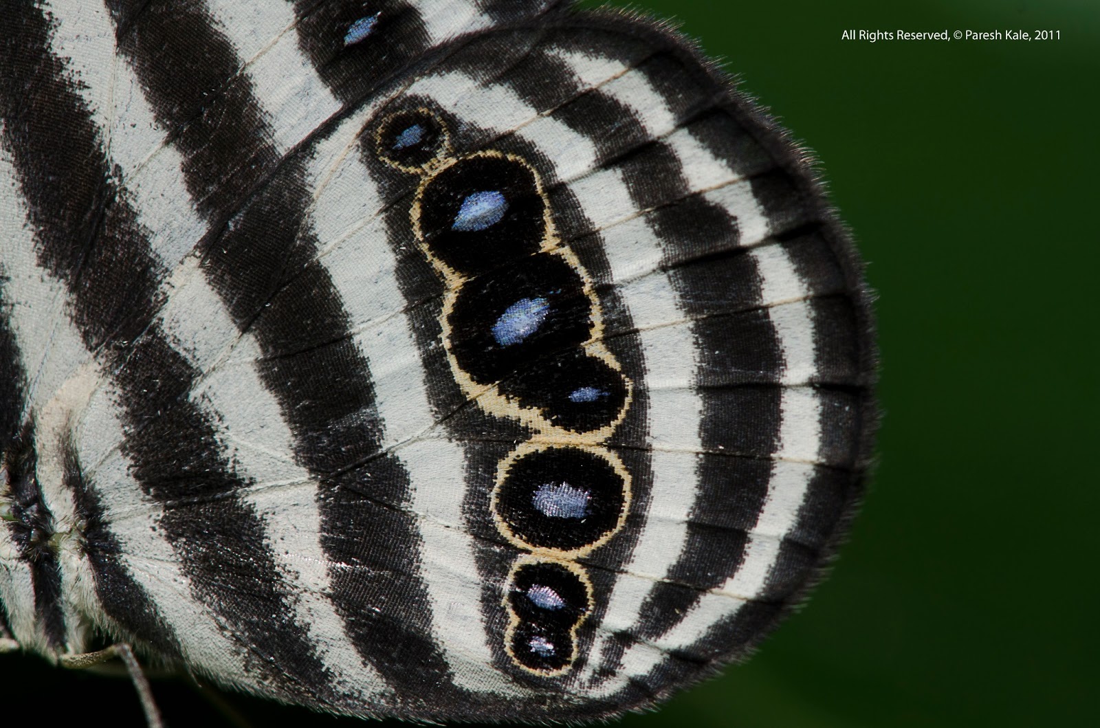 रुबाई - Rubaai: Scales of a butterfly