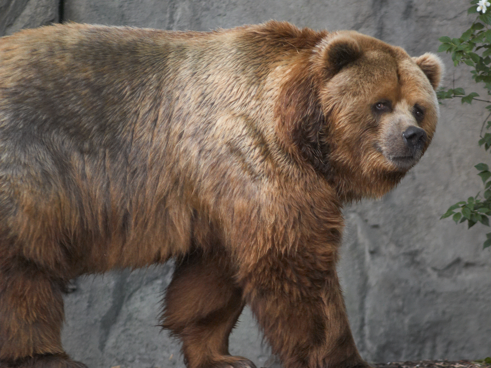 Abe's Animals: Differences between brown bears in North America, Europe ...