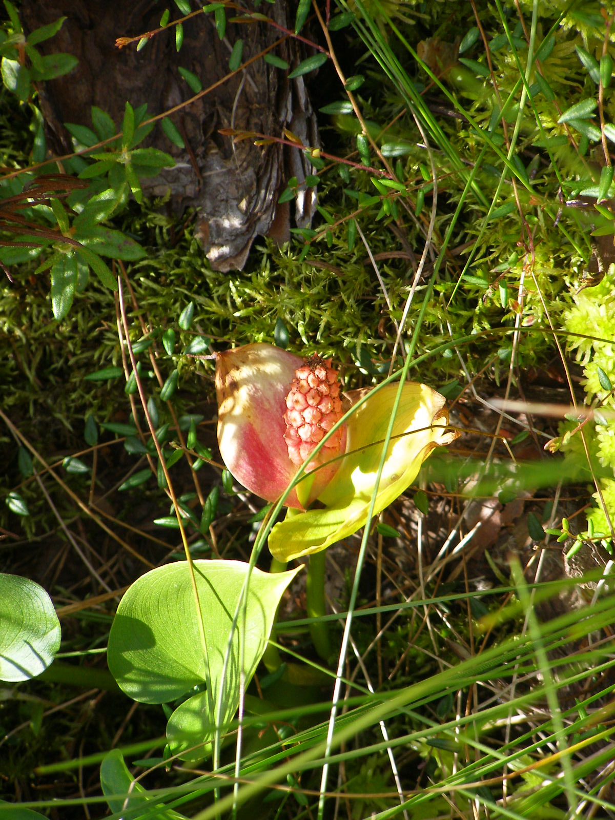Uz Cenas tīreļa purva takas