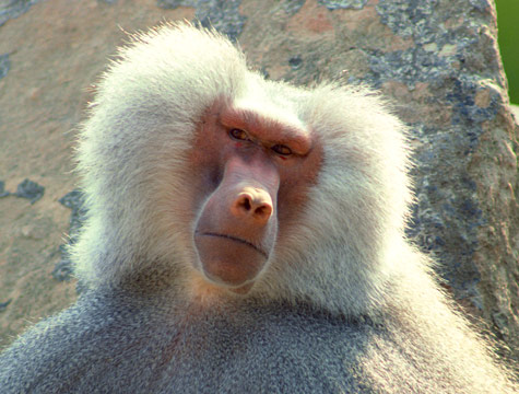 Animals world: Baboon monkeys