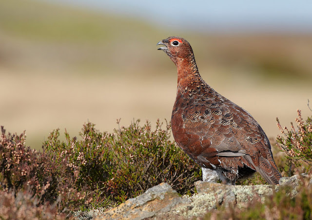 Birding Is Fun!: Calls from the Hills - The Red Grouse