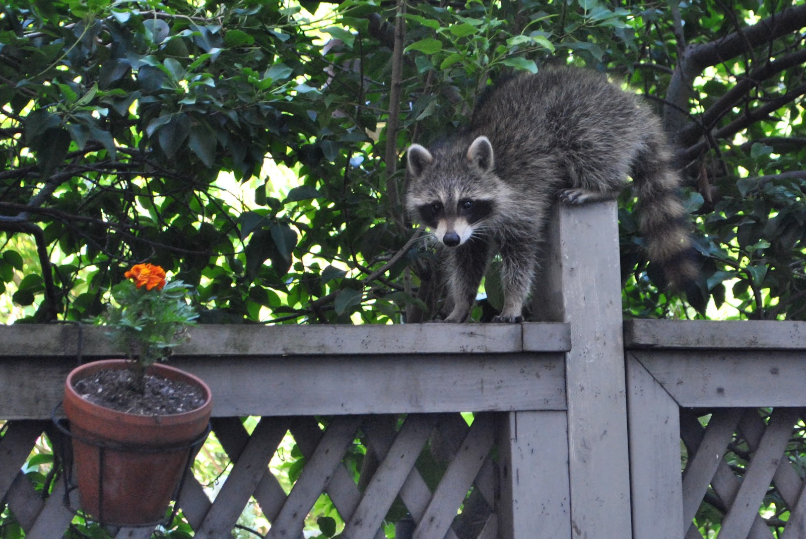 Urban Wildlife Guide: Brooklyn Porch Raccoon