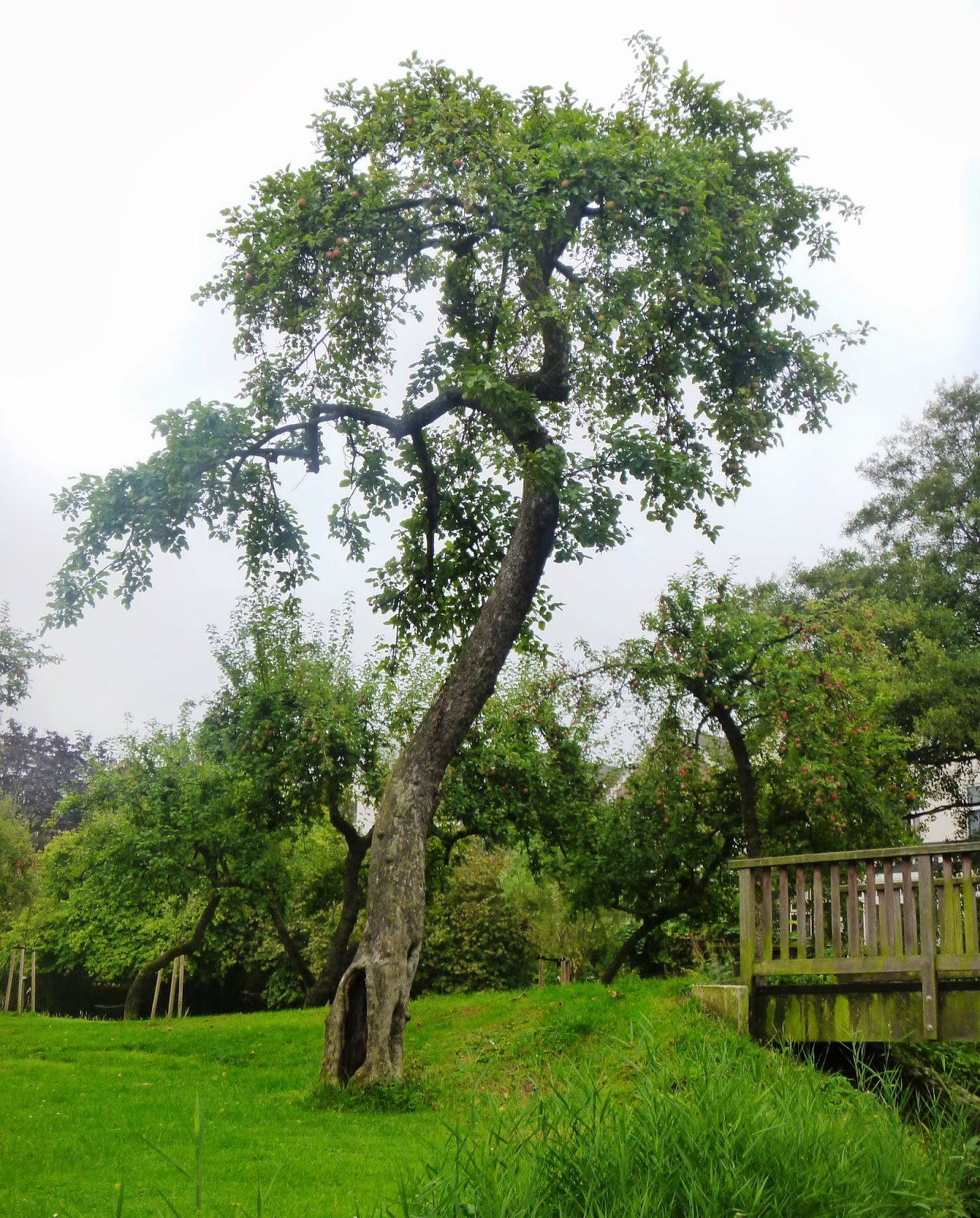 Bomenstichting Achterhoek: Oude stadsboomgaard