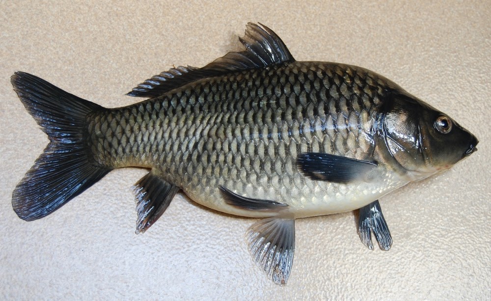 Anatomi Fisiologi Dan Morfologi Ikan Nila