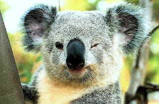Koala,, Kok Kamu Lucu??? :p ~ is_Wavy