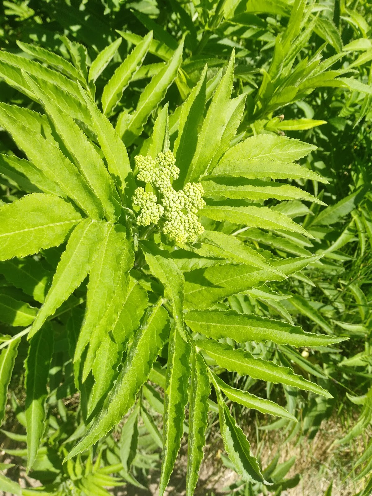 Los olores, colores y sonidos de la naturaleza (GR-262)
