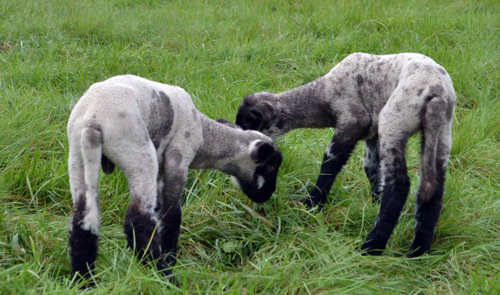 The Derby Farm: Tail Docking. What's Up?