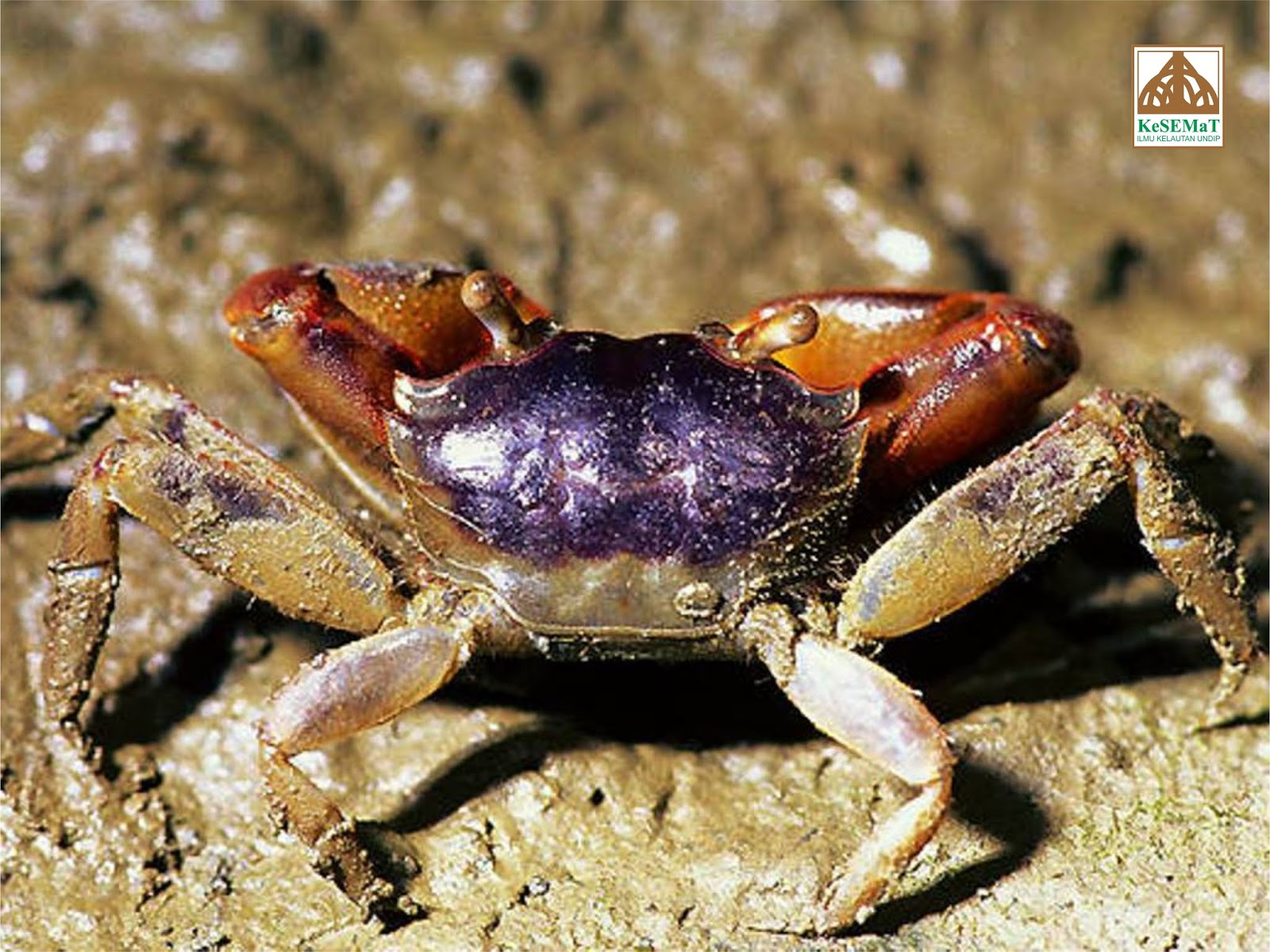 KeSEMaTBLOG: Studi Struktur Komunitas dan Beberapa Aspek Biologis ...