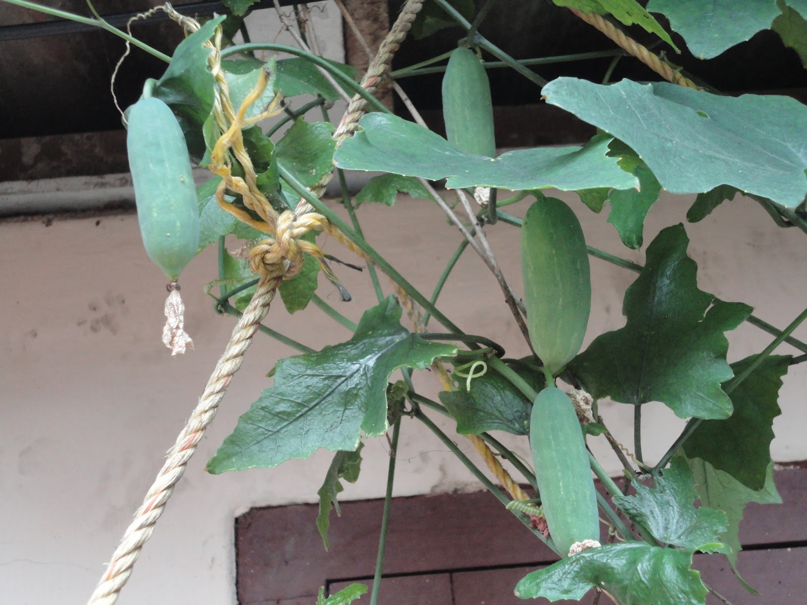 Its Raining On The Third Planet: Kovakkai (ivy gourd or little gourd)...