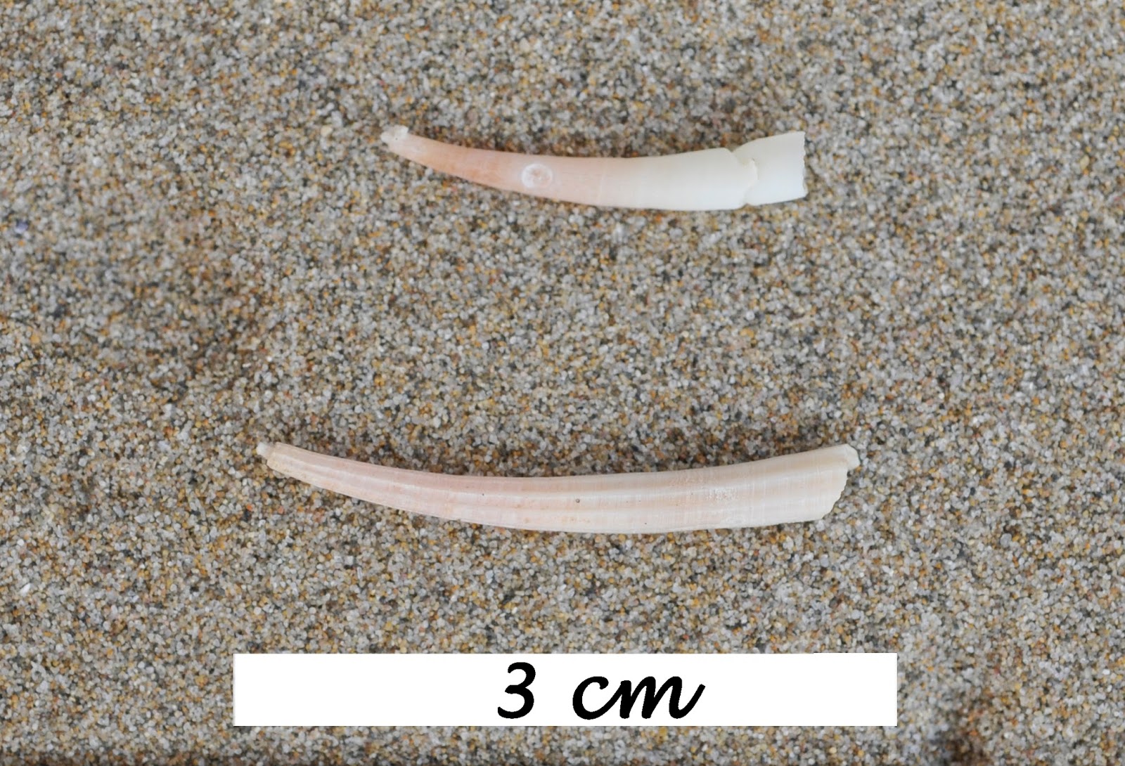 Tesoros a la orilla del mar: Colmillos de minielefante