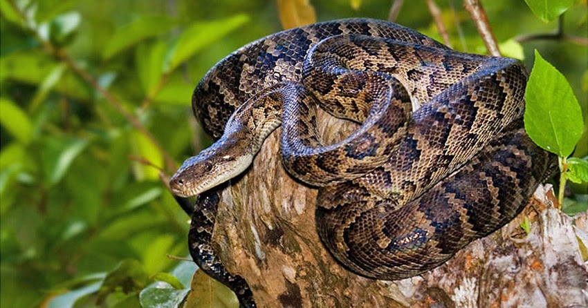 Boa de la Hispaniola. | Fauna Dominicana
