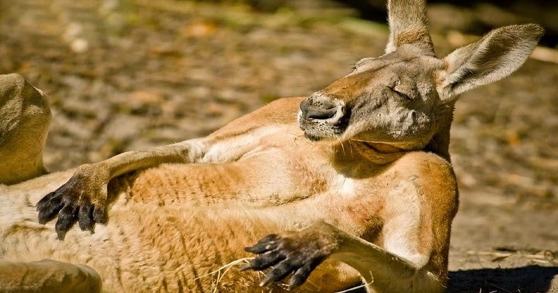 Naturaleza salvaje Blog: El canguro