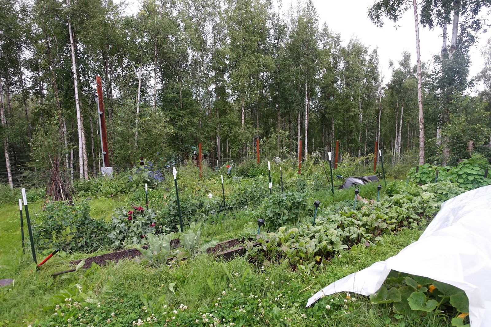 Wild Roots Homestead