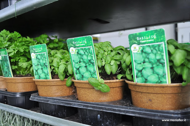 BASILICO: LOLLA DI RISO: l'alternativa al vaso di plastica?