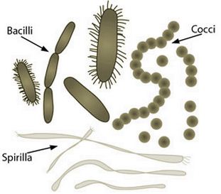 Coccus |Genetic Engineering Info