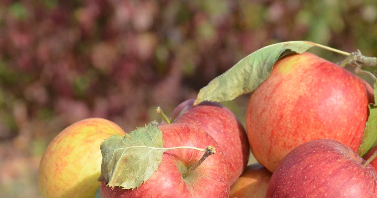 Fruit de saison : 3 idées à base de pommes