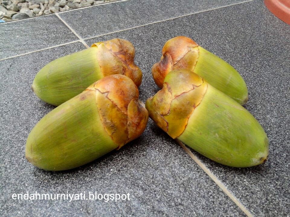 Endah Murniyati's Journey: COCONUT : PART 6