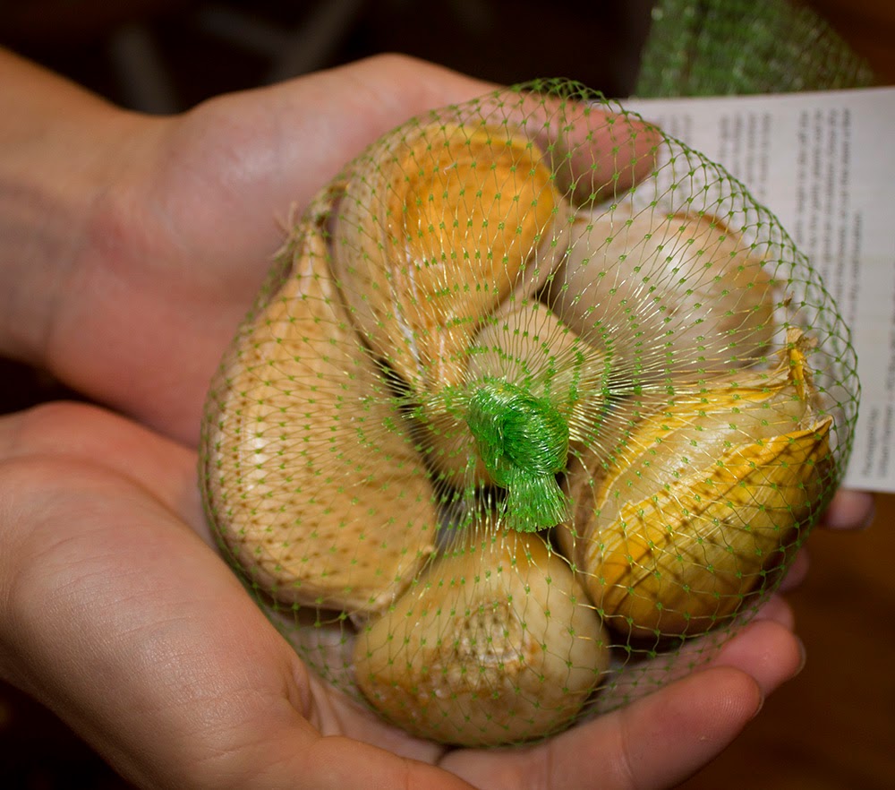 Rurification | Robin Edmundson: Elephant Garlic