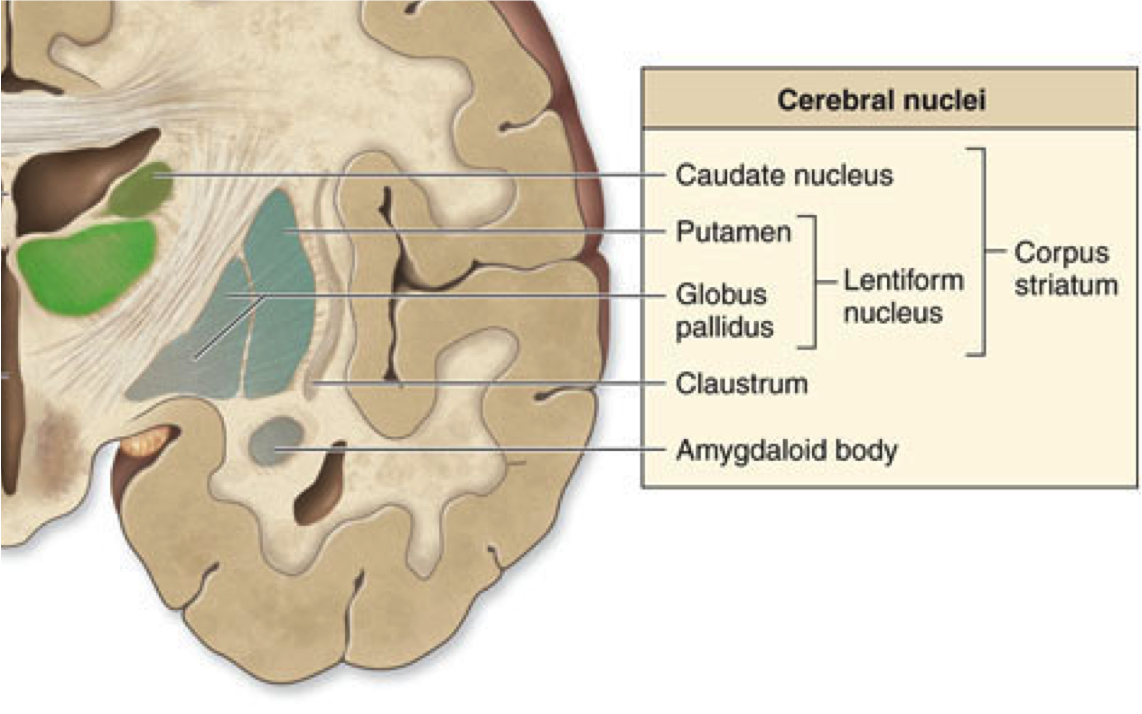 EL ORIGEN DE LA CONSCIENCIA: UNA NEURONA