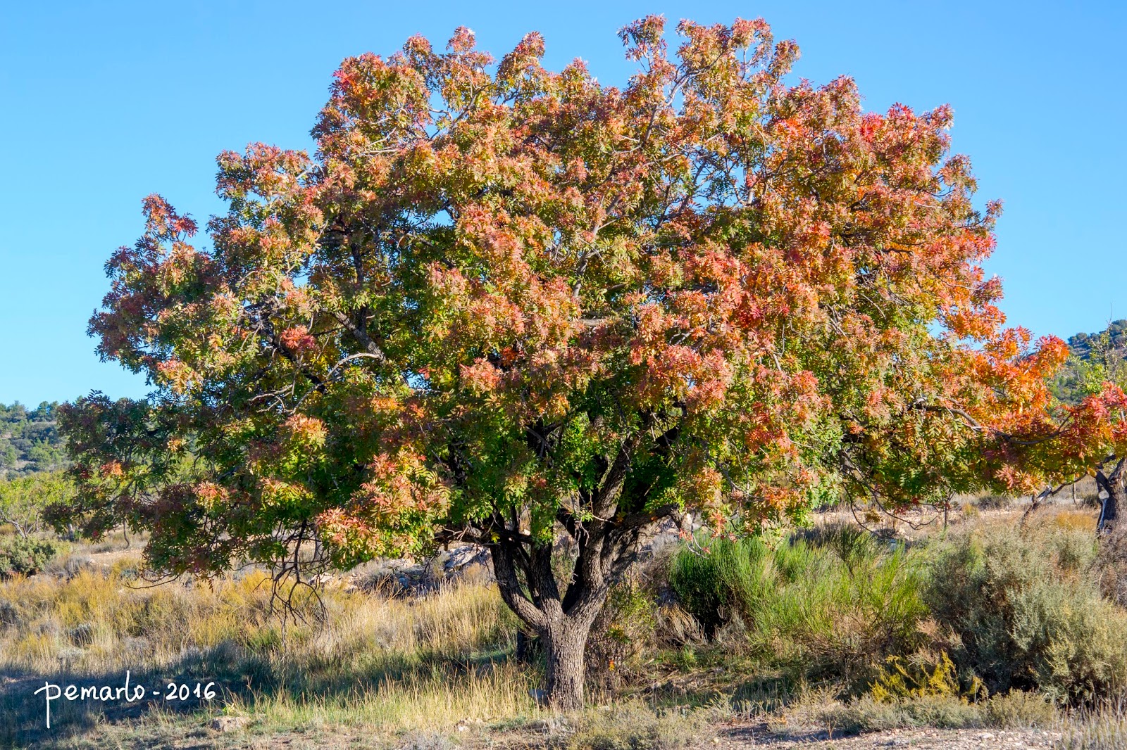 Plantas de Murcia: SORBUS DOMESTICA (Serbal común) EN MORATALLA Y ...