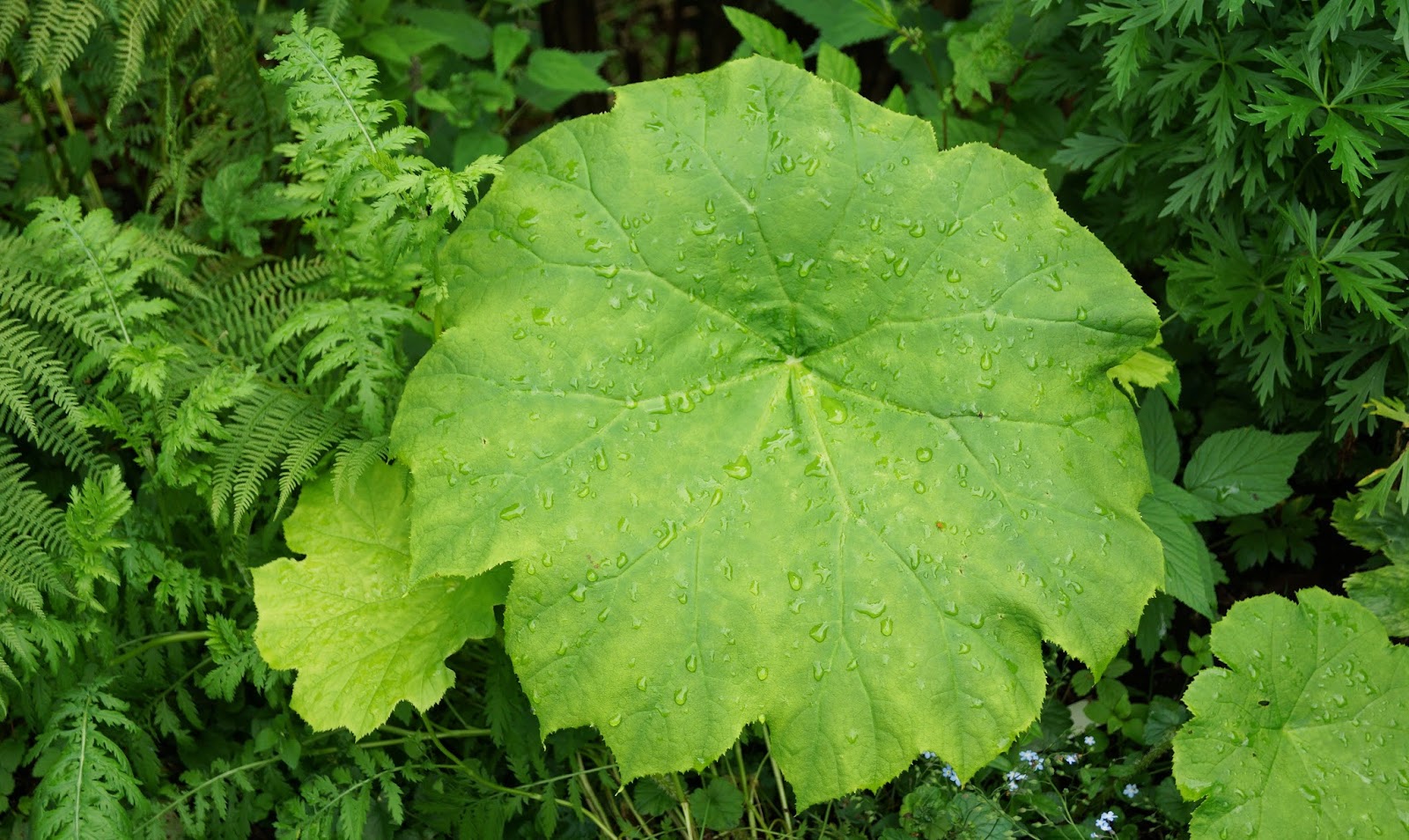 Villroses hage: 50 nyanser av grønt