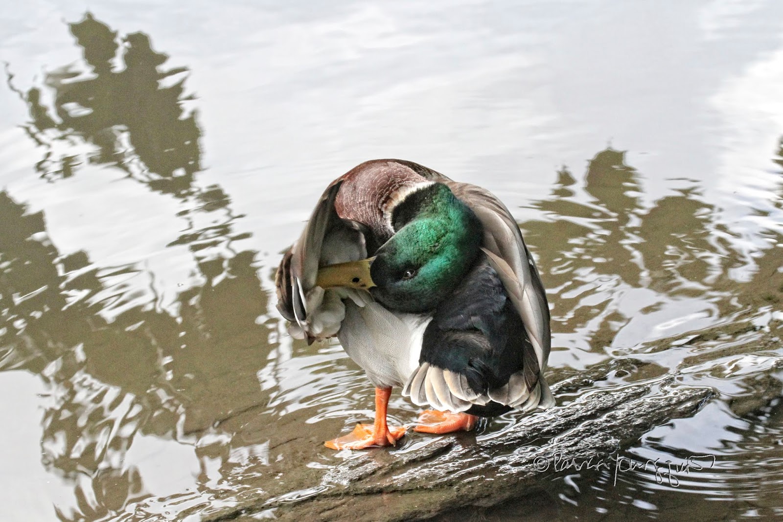 The Last Leaf Gardener: Birds Preening