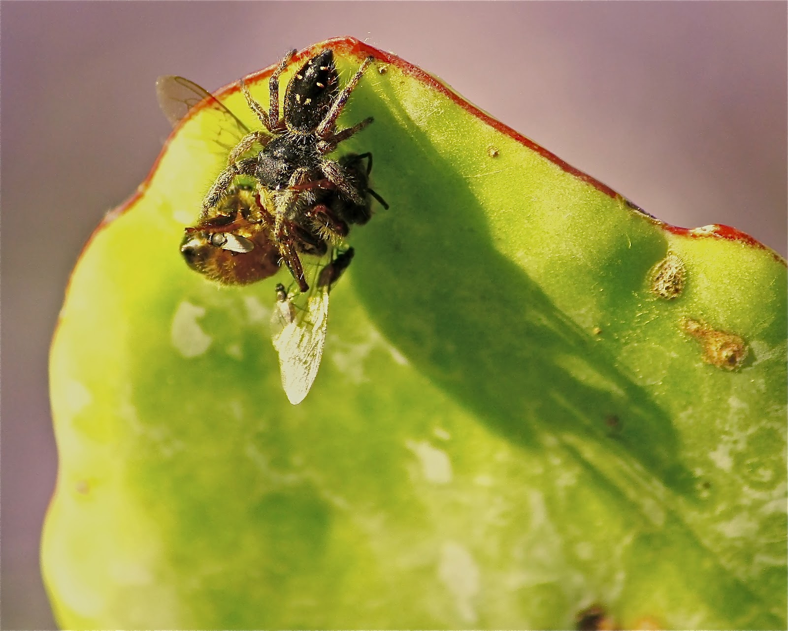 Through the Looking Glass: Insects