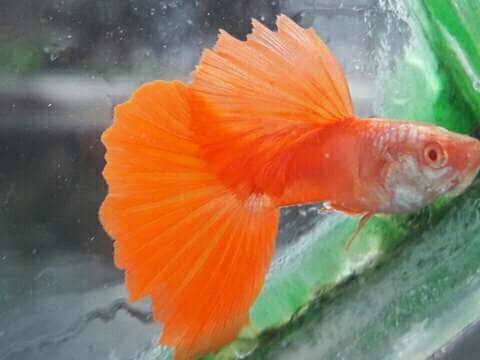 IKAN GUPPY ALBINO FULL RED ( AFR) - SEMUA CARA BUDIDAYA HEWAN