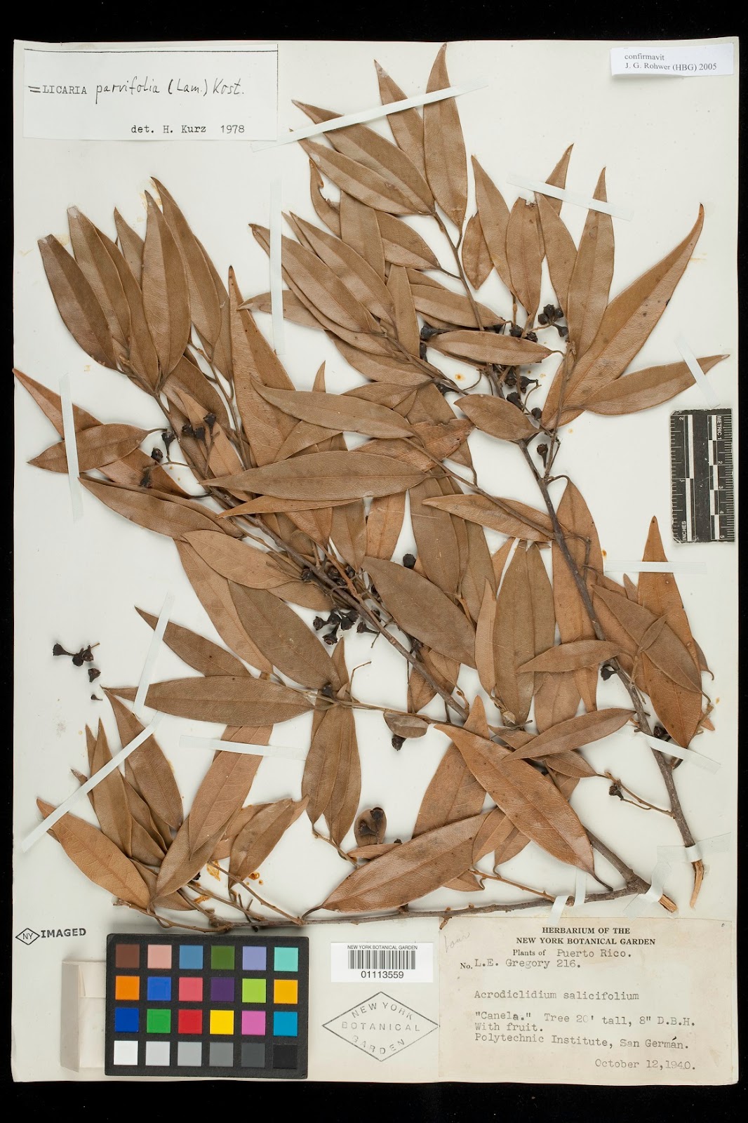 Flora de Puerto Rico Ilustrada Papo Vives: LAURACEAE LICARIA DE PR