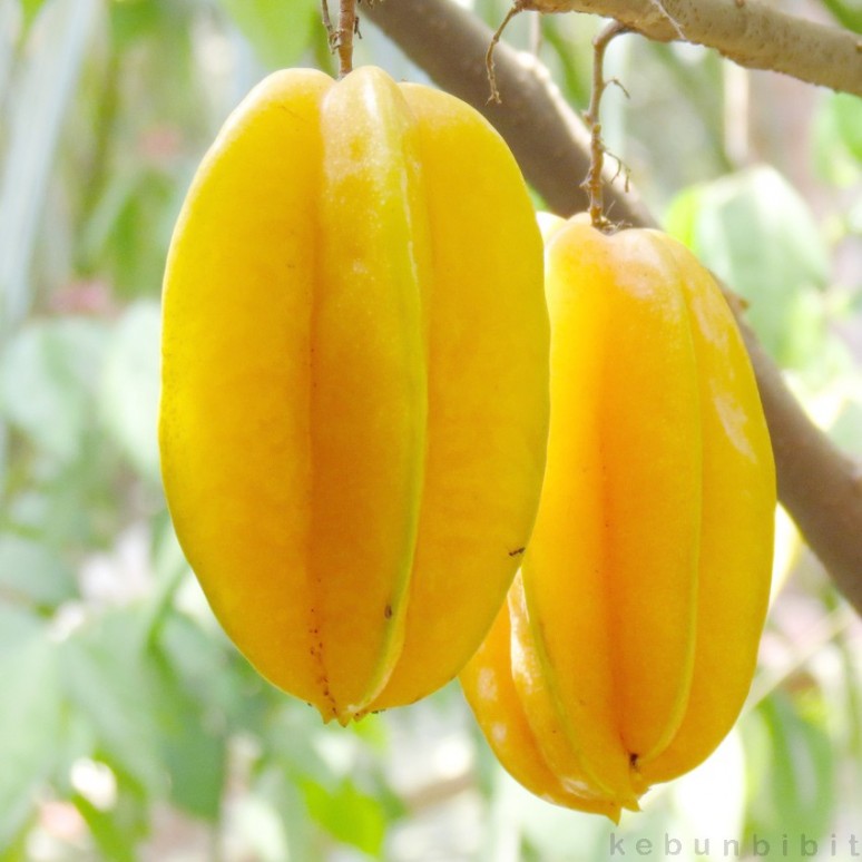 5 Manfaat Buah Belimbing untuk Kesehatan ~ Cara Sehat Alami