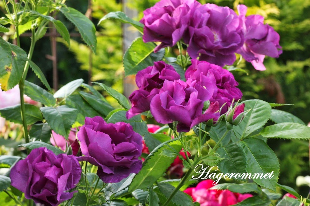 Hagerommet: Rosene er i full blomst....