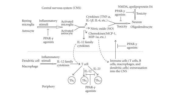PPARS Cancer: PPAR-gamma: Therapeutic Potential for Multiple Sclerosis