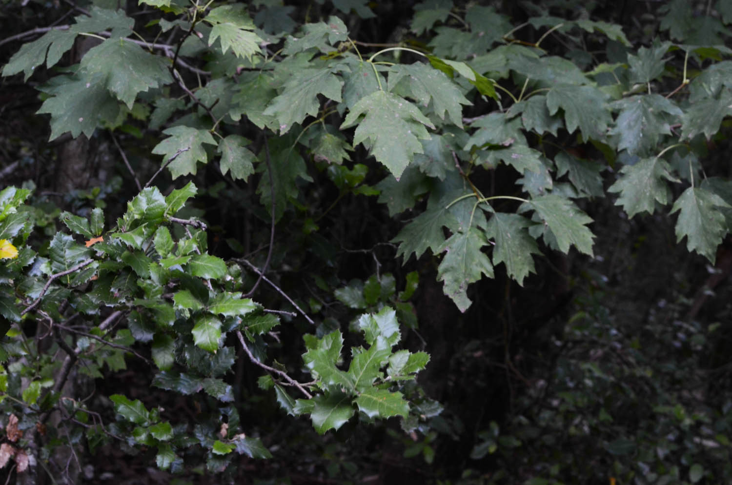 ALMANAQUE NATURAL: Los Encinares más norteños