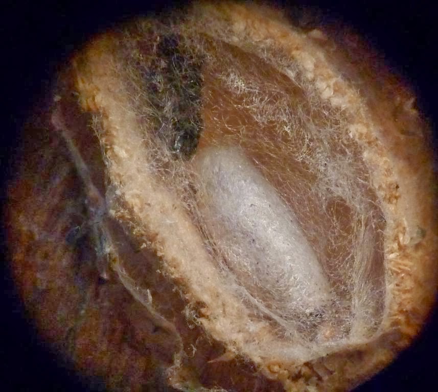 Dave Hubble's ecology spot: Multiple cocoon of many mysteries