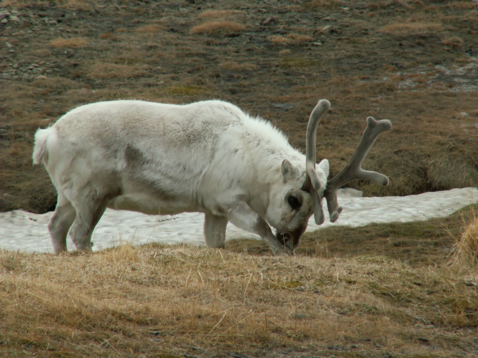 Sci/Why: ...And Eight Tiny Reindeer