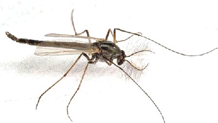 INTERESTING THINGS: Muckleheads