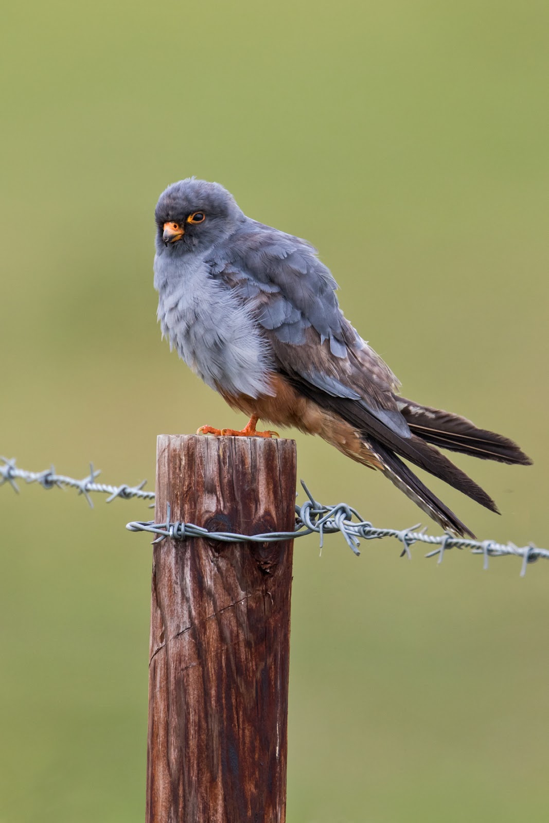 PETER'S PORTFOLIO..............Bird & Wildlife Photography: Red-footed ...