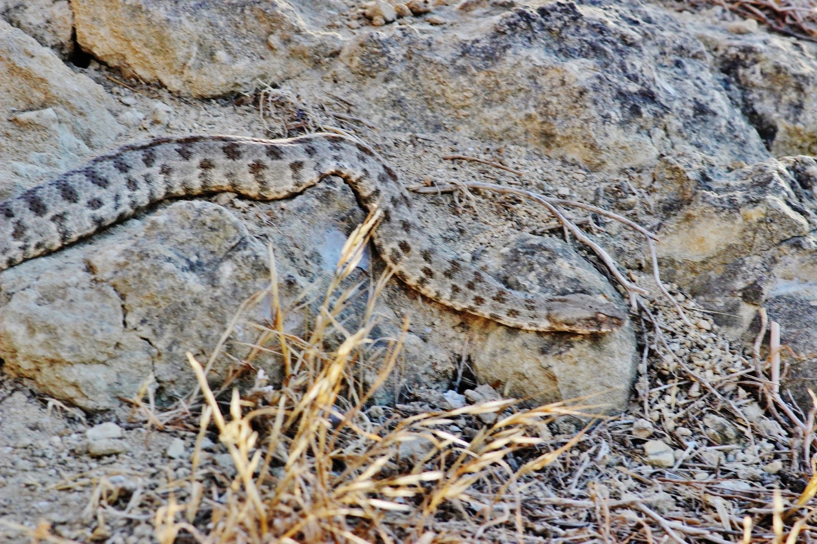 Cyprus Birding Tours And Wildlife Tours Around Cyprus: Six minutes ...