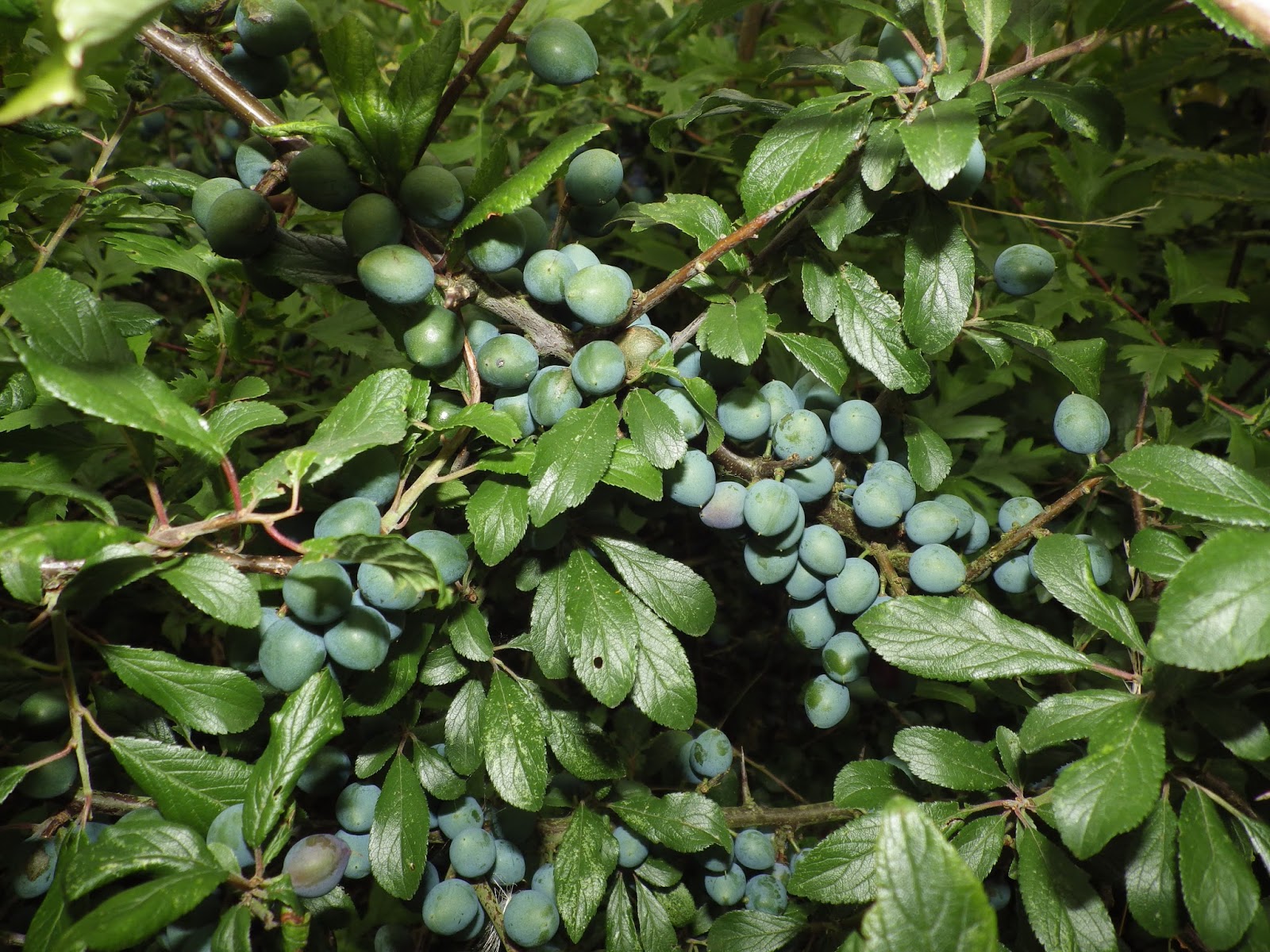 Tales from Swallow Farm: Cherry Plums from the Edible Hedgerow