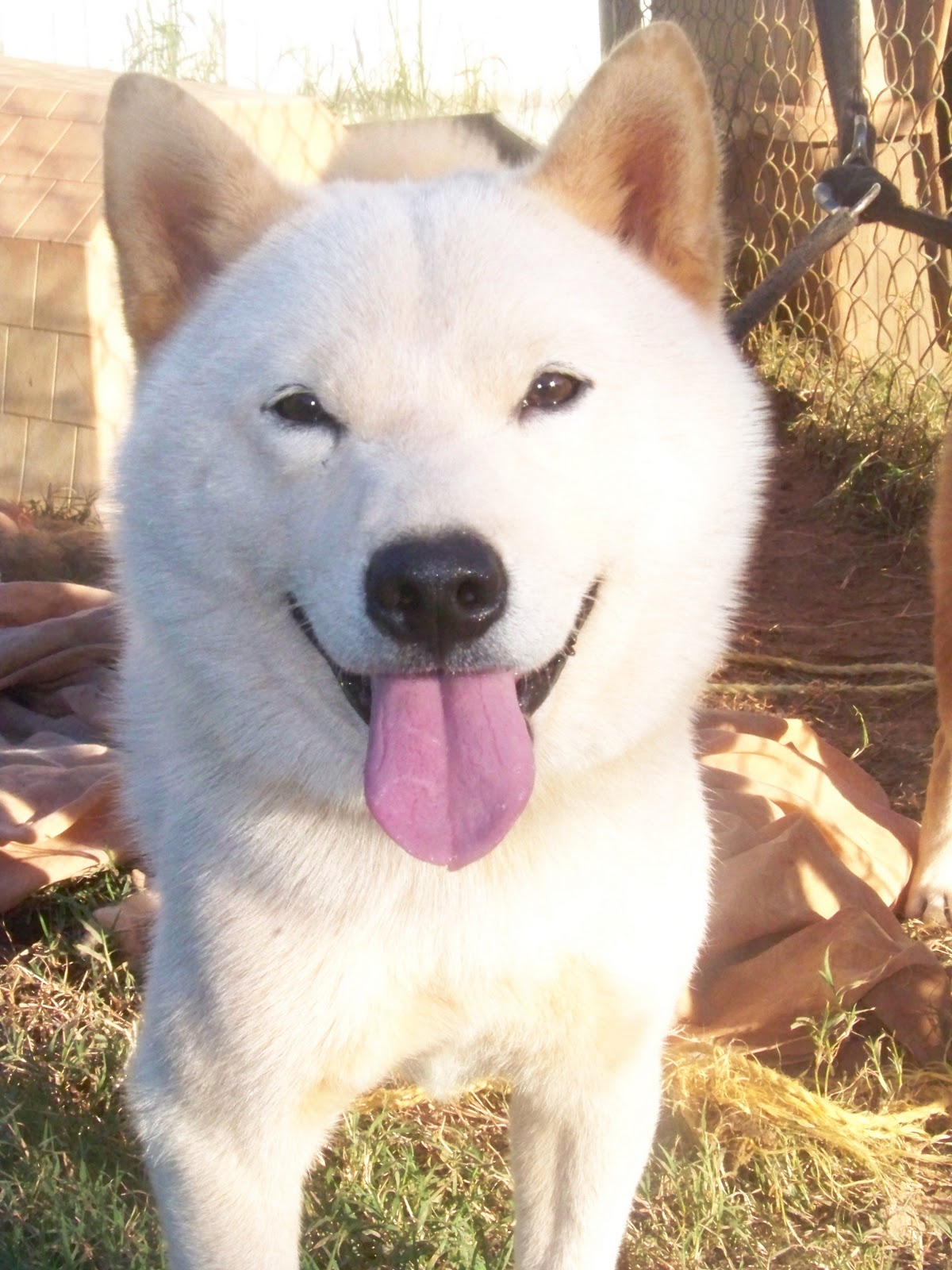 Ghost of "Buddha" ~ Shiba Shindig