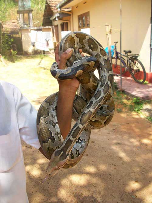 HiruSandu Gossip: මාතර සර්ප විමනක්