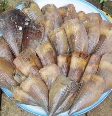 PERTAMA KALI MAKAN SIPUT KEMUDI : MACAM MANA CARA CUCI SIPUT KEMUDI ...