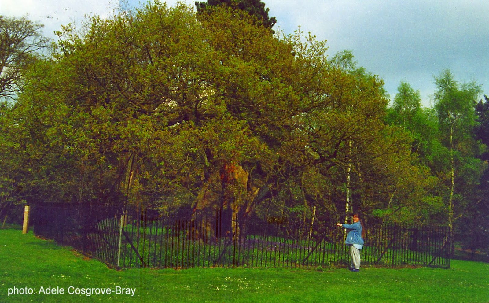 Calder Stones and the Allerton Oak, Liverpool.