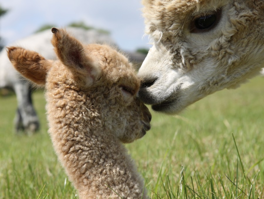 alpaca kiss | Alpacas & Llamas | Pinterest