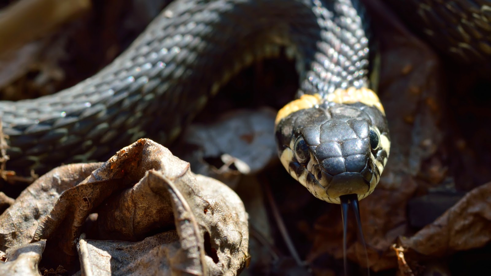 Forår i Lindet Skov: Dyreliv