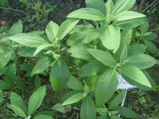 Domino: SAMBONG LEAVES HEALTH BENEFITS